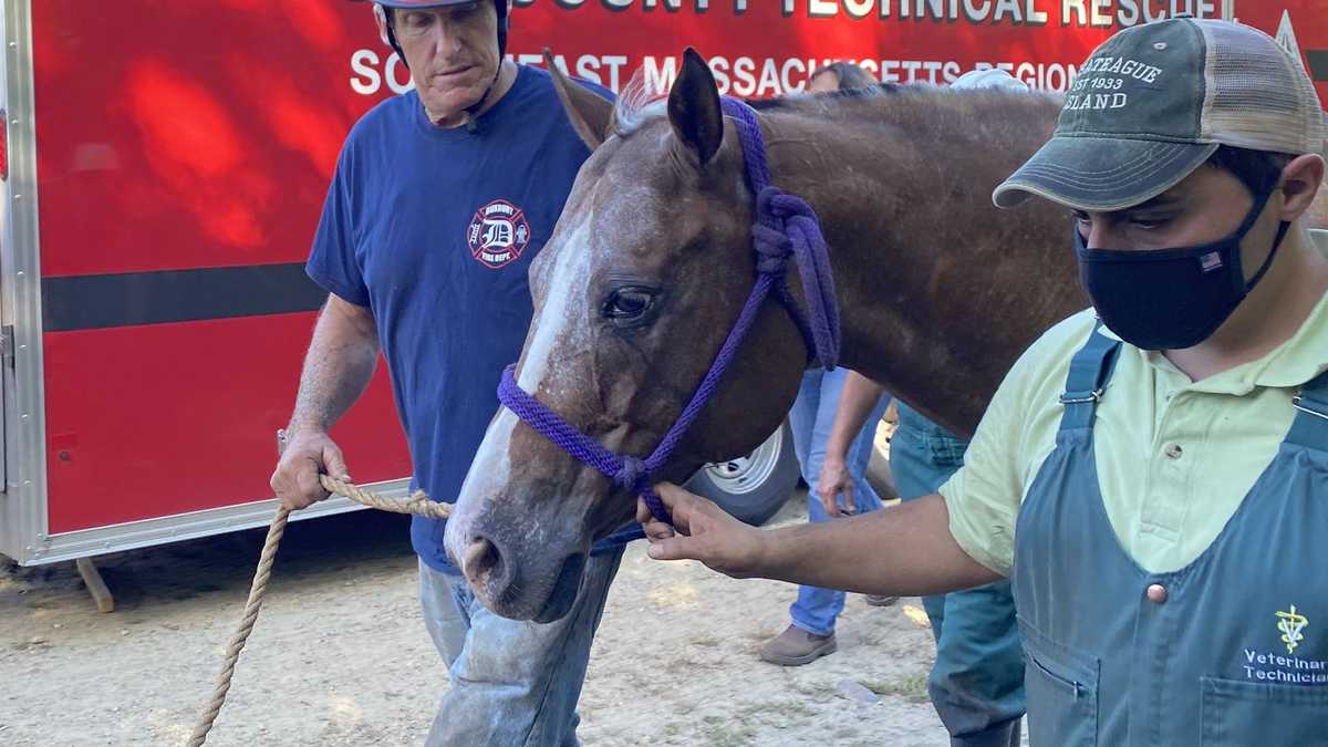 Horse rescued after getting stuck in deep mud near Hanson pond