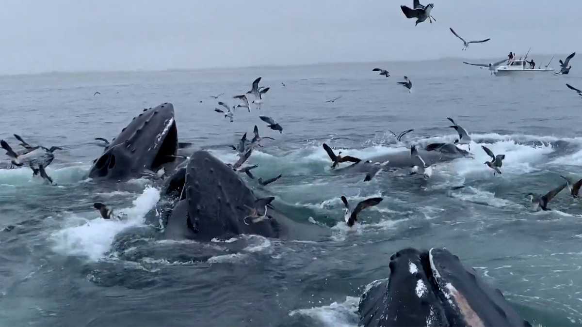 Video Shows Whales Bubble Feeding Around Boat Off Mass Coast