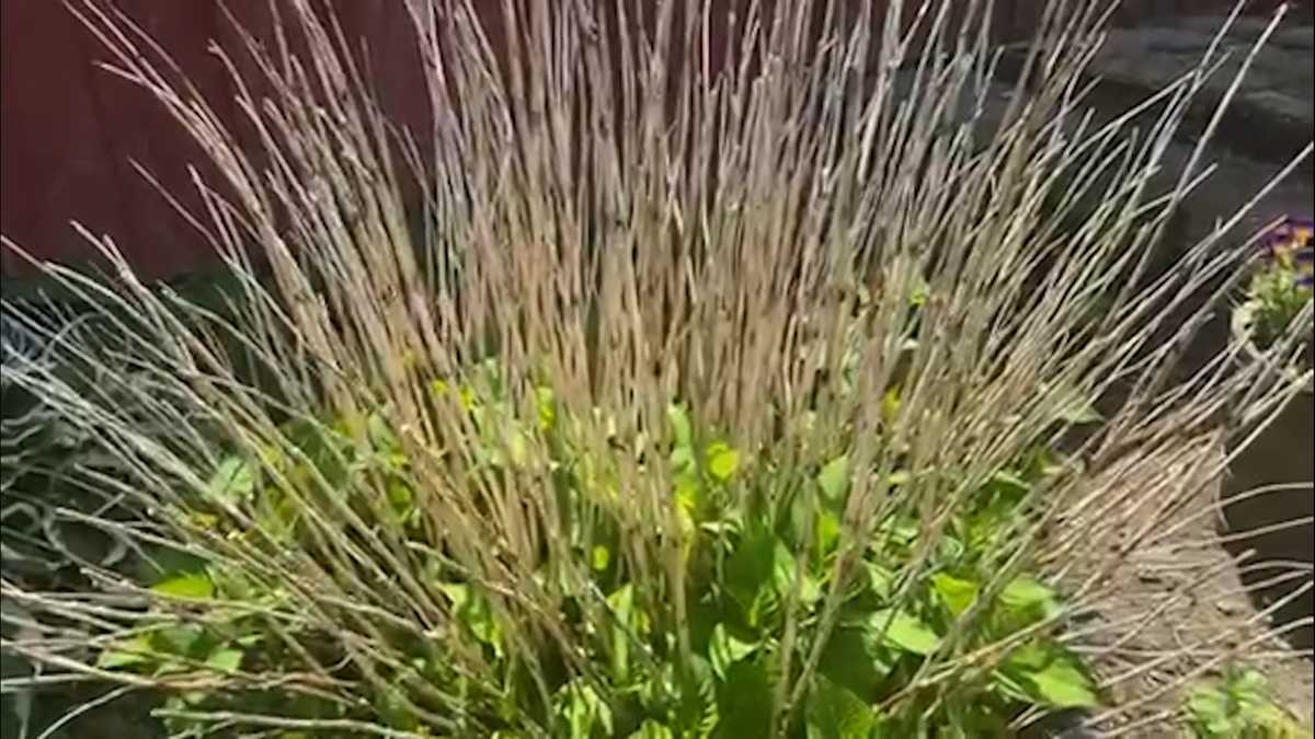 Hydrangeas not blooming? Gardening expert offers her advice