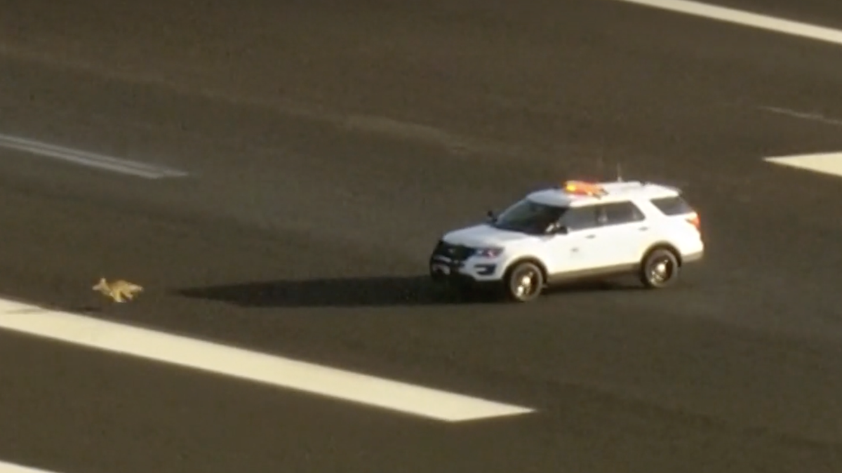 Video: Police chase coyote off of runway at LA airport