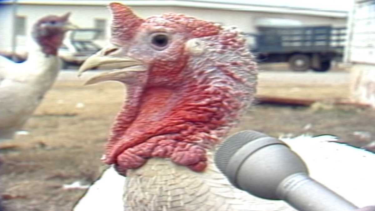 Turkey’s hilarious 1980 bid for Thanksgiving glory