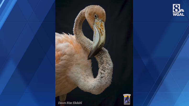 South-central Pa. wildlife center provides update on injured flamingo
