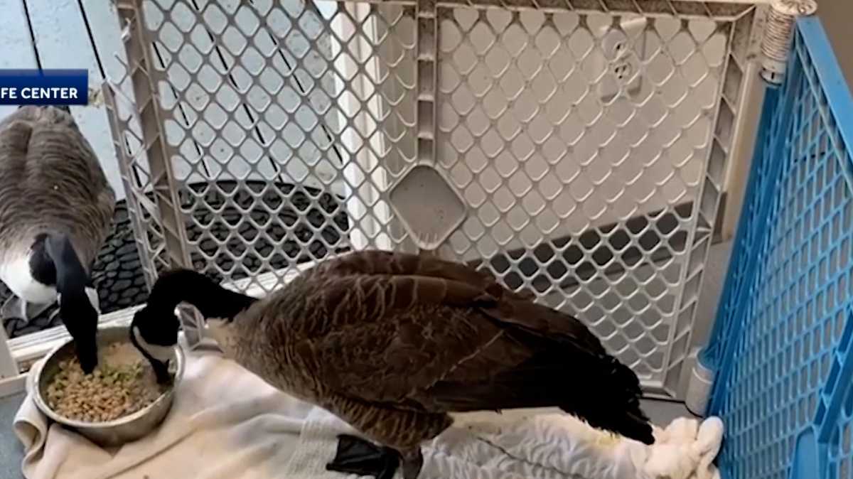 Injured goose shares meal with mate at Cape Wildlife Center