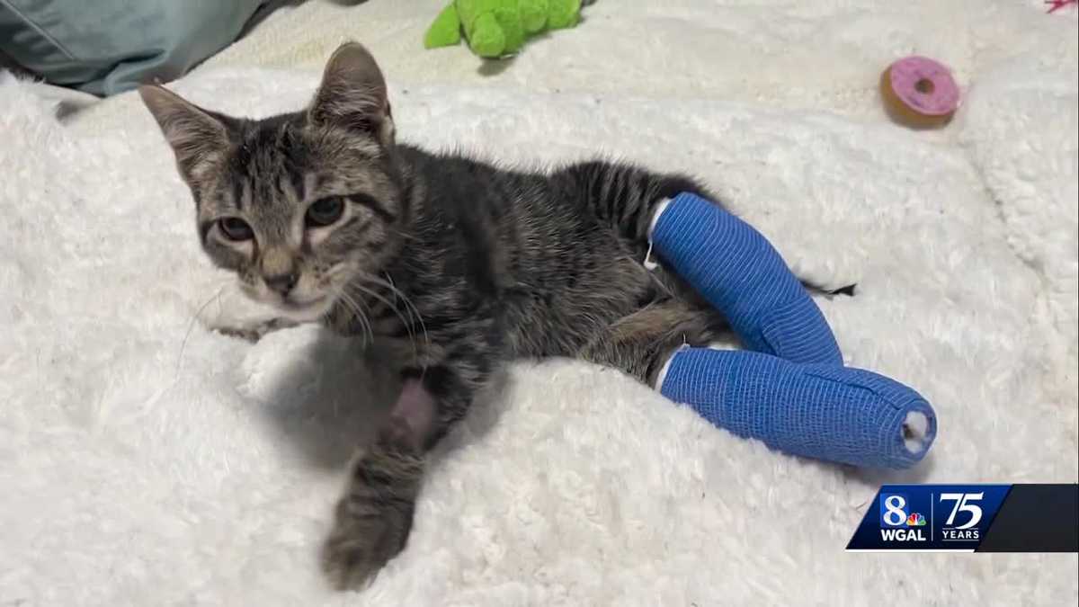 Kitten abandoned in Harrisburg has surgery to repair deformed legs