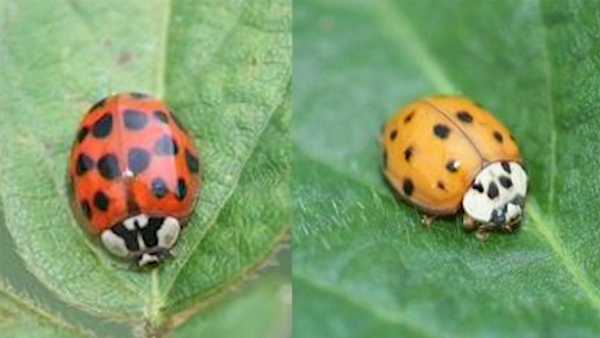 No, they're not ladybugs: These pests are invading Cincinnati homes
