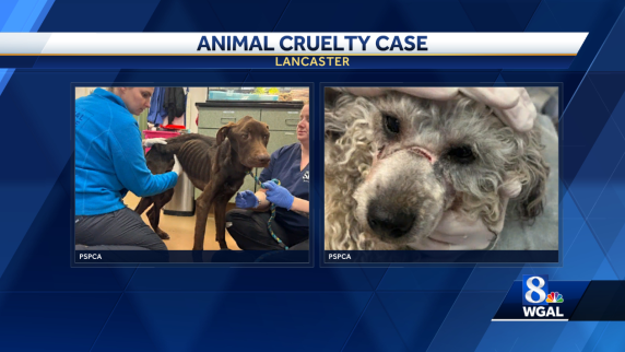 2 people from Lancaster charged with animal cruelty for abuse dogs