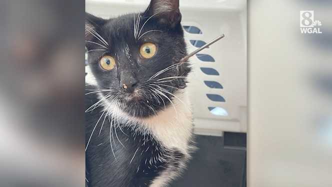 Cat shot in head with arrow in Lancaster County, PA