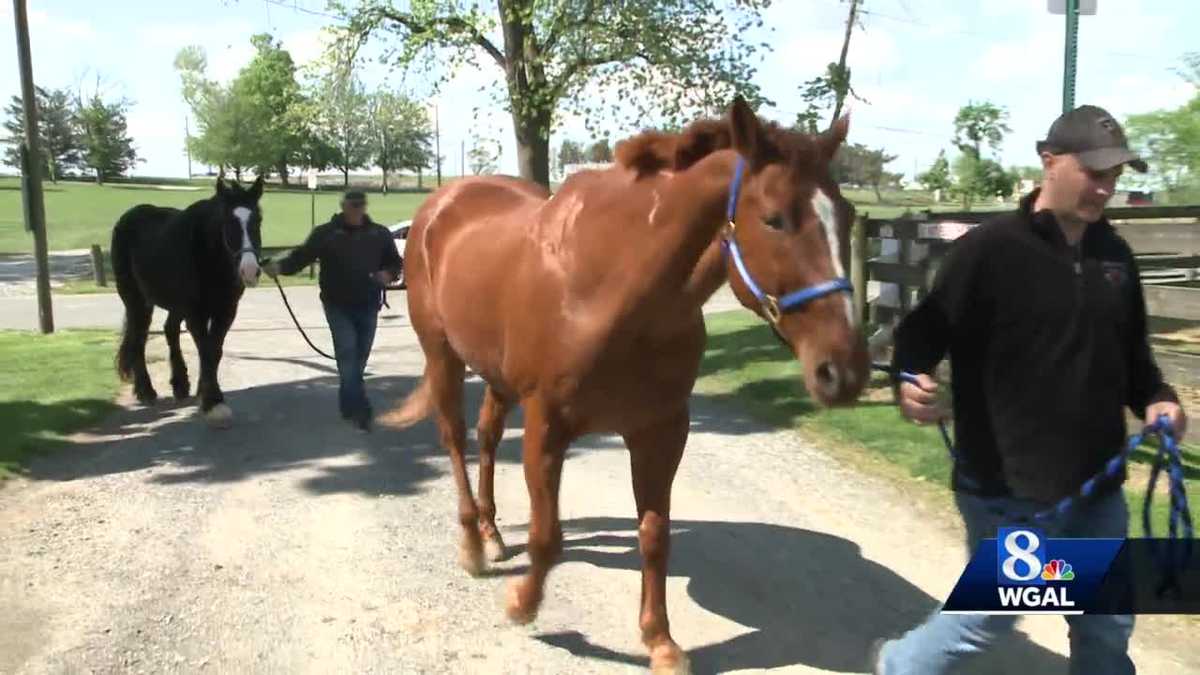 2 Lancaster police horses are retiring