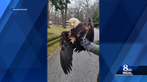 Injured bald eagle rescued in Lebanon, Pa.