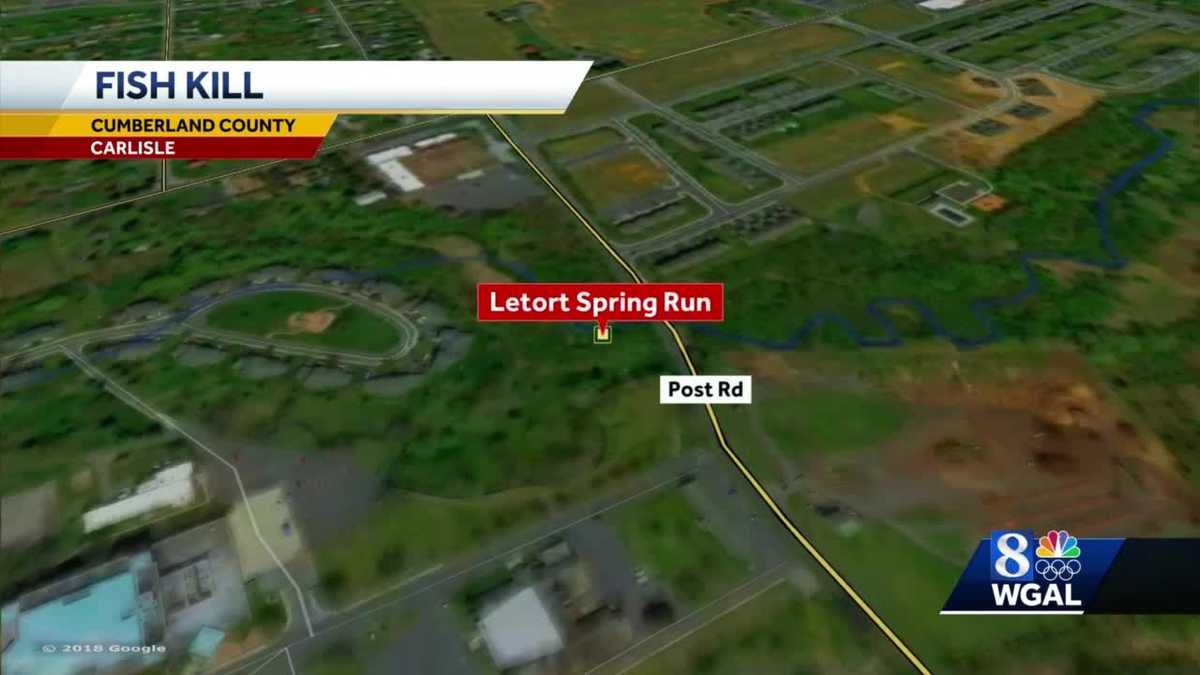 Hundreds of fish killed in 'suspected pollution event' in Carlisle