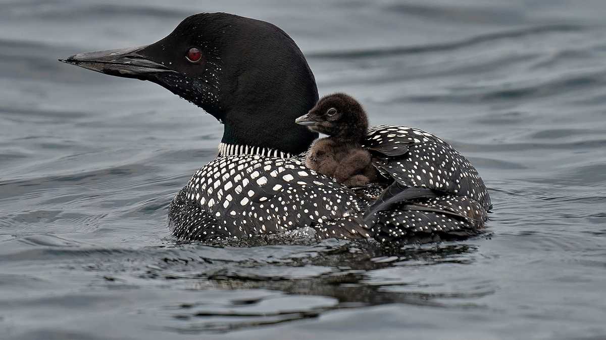 Maine's 2024 loon count shows state has healthy population