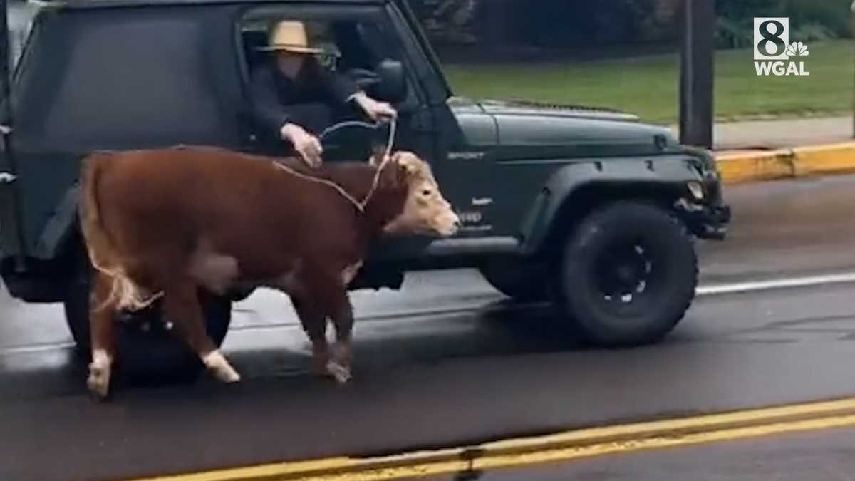 Lancaster County Pa.: Loose cow runs down street