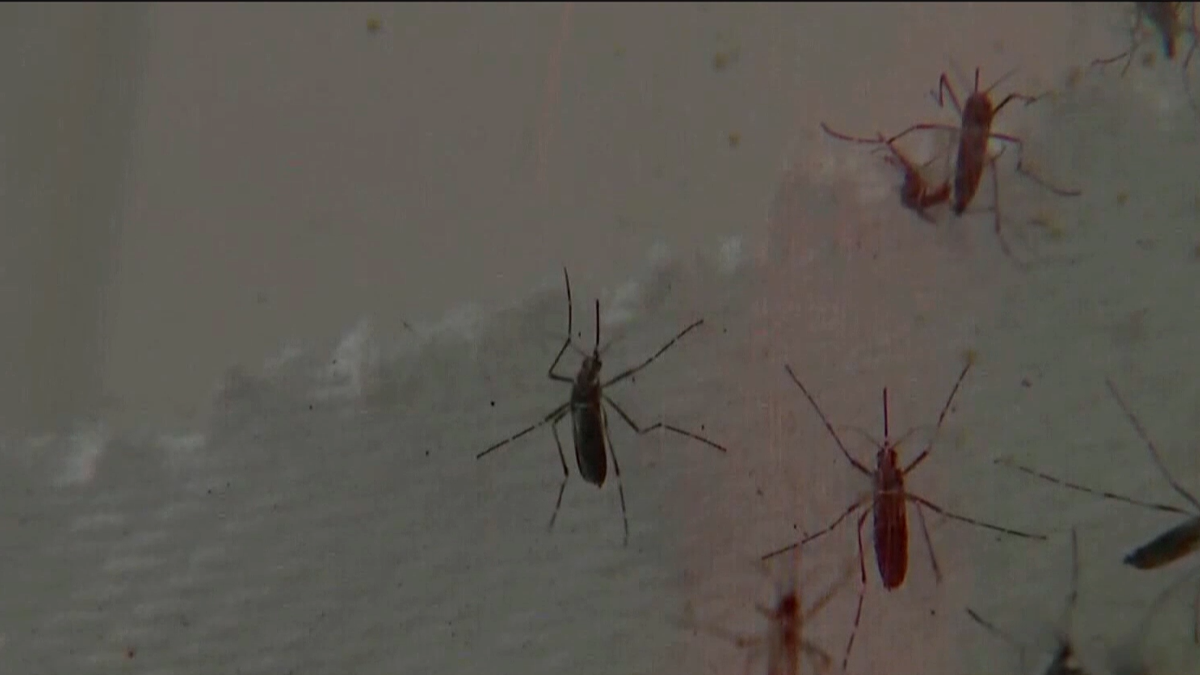 Lee County Mosquito Control releases over 100K sterile male mosquitos ...