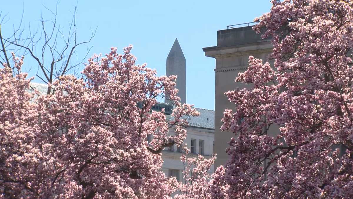 Beautiful magnolia trees in bloom in DC