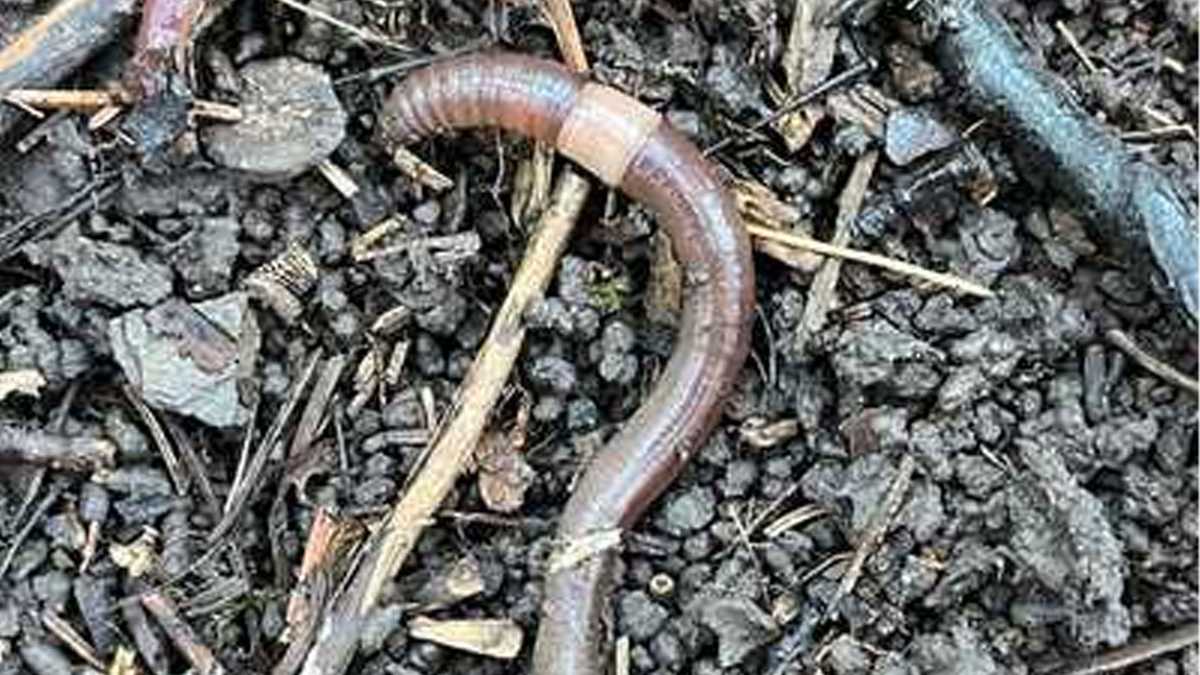 Invasive jumping worms prompt growing concern across Maine