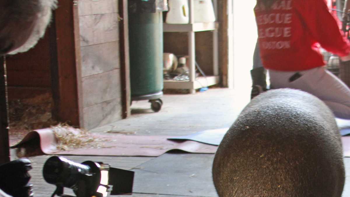 Maybelle the pot-bellied pig finds a new home