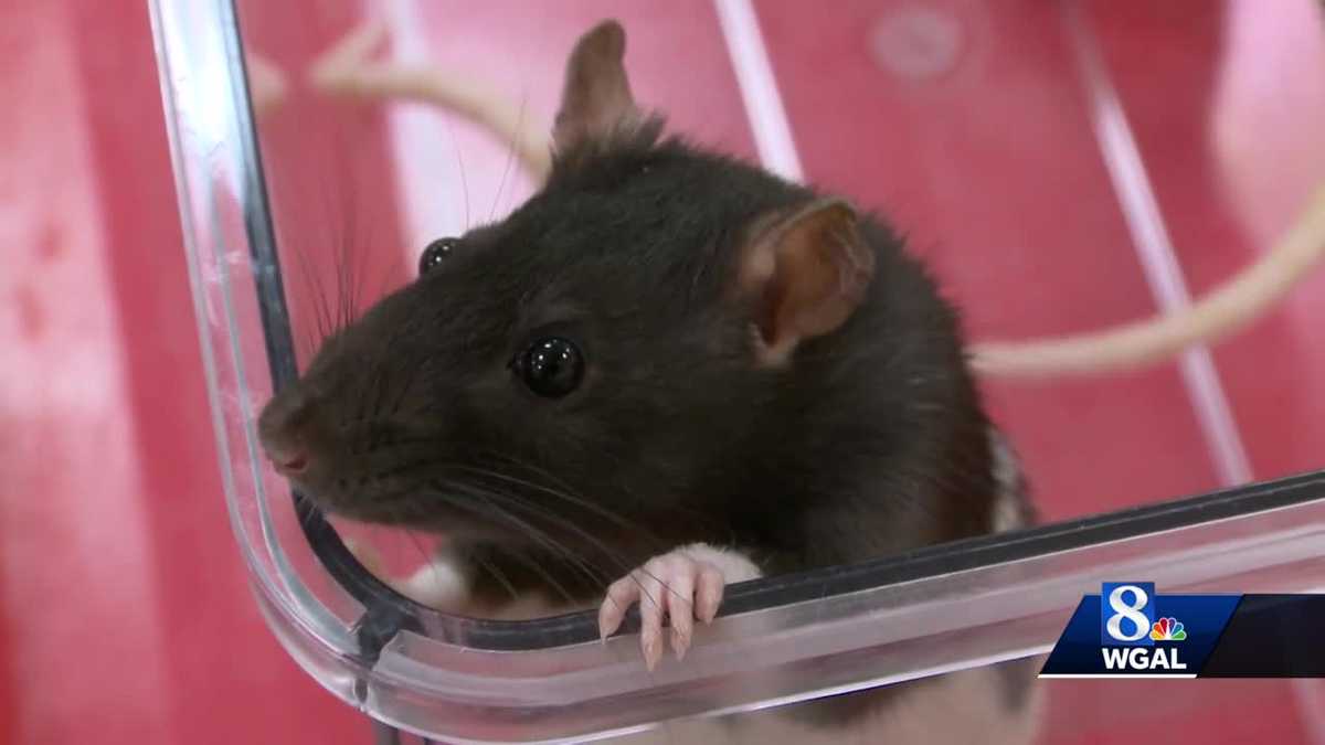 Millersville University lab rats up for adoption