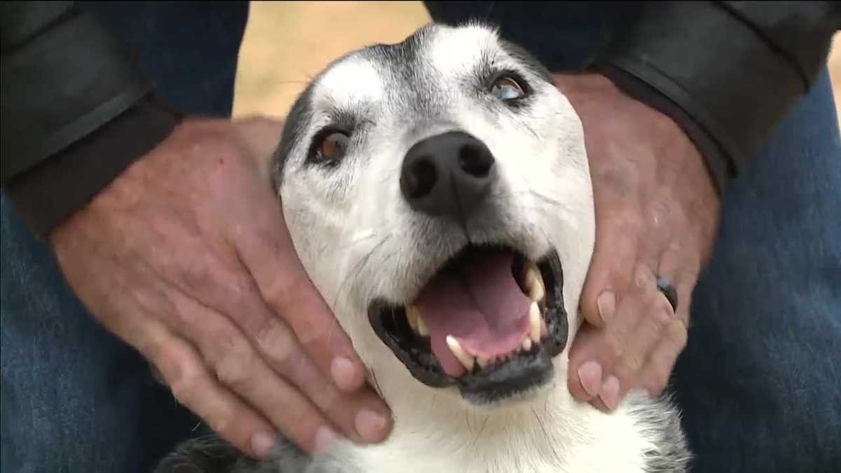 Dog reunited with family 6 years after being taken from backyard