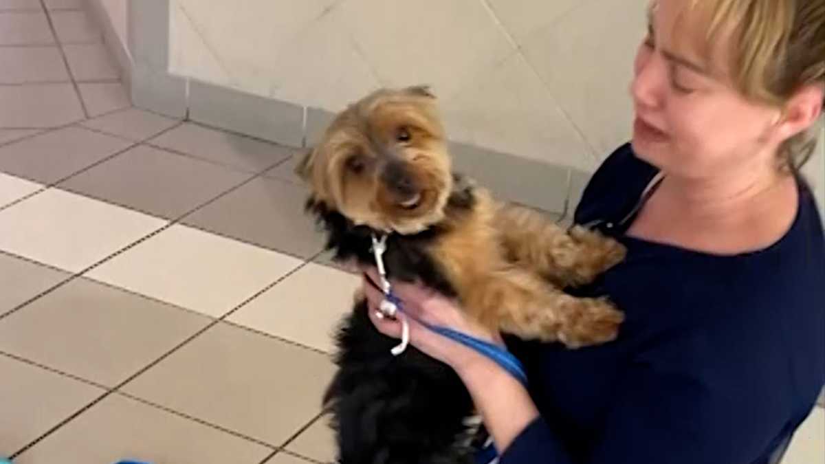 Massachusetts family reunited with missing dog after pet was sold