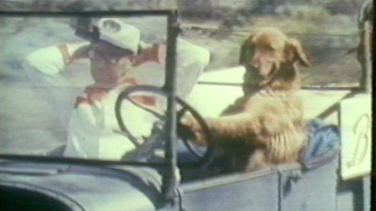 Dog 'drove' Model T in retro find