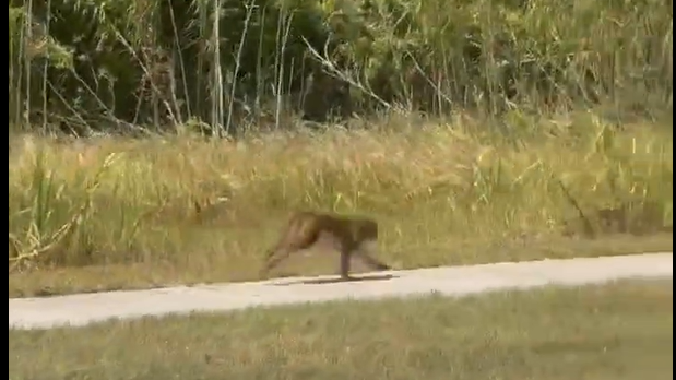 Video shows monkey running on sidewalk in Central Florida