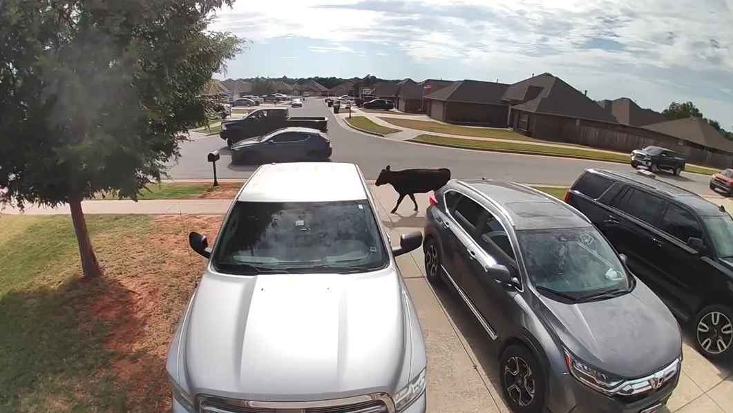 WATCH: A cow was spotted strolling through a Moore neighborhood