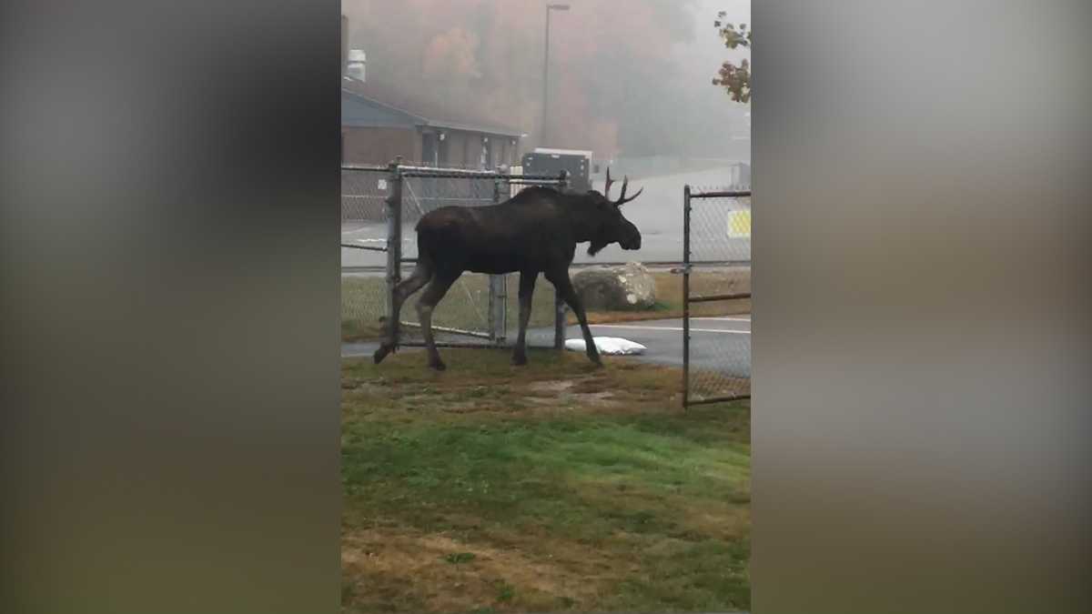 VIDEO: Moose spotted getting few laps in at southern Maine track