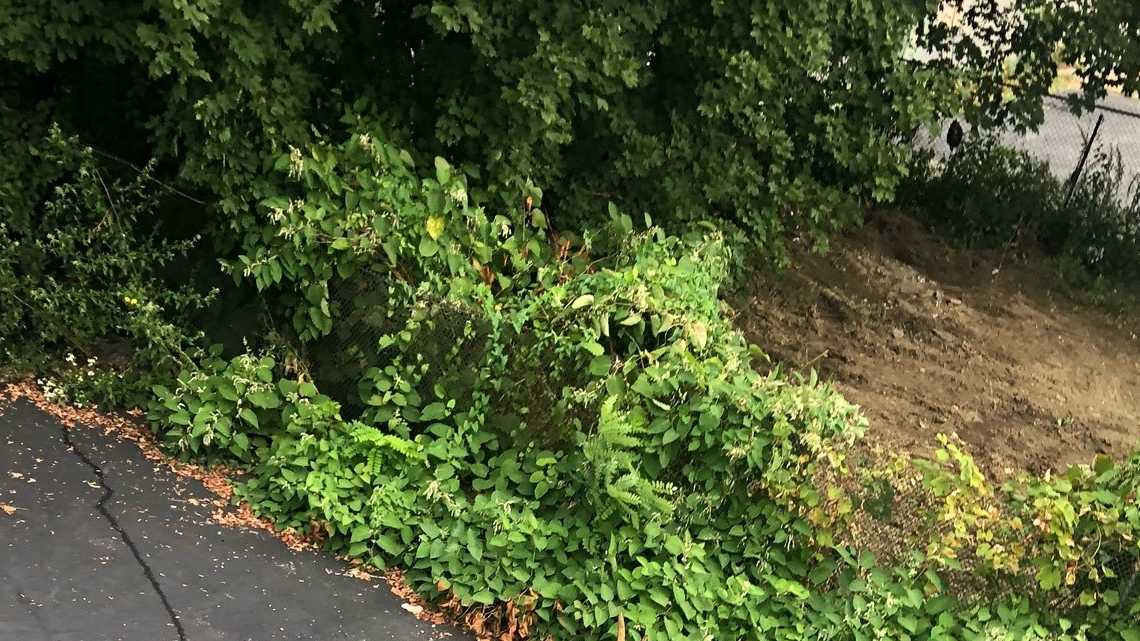 Moose spotted trotting along Worcester streets