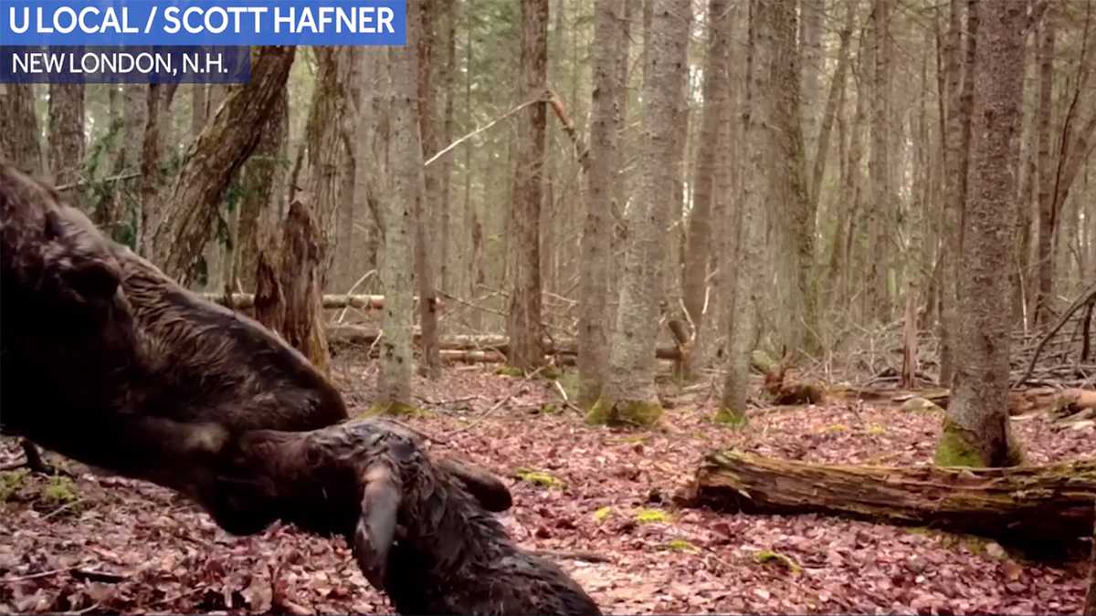 Trail cam captures moose caring for her newborn calf in New London
