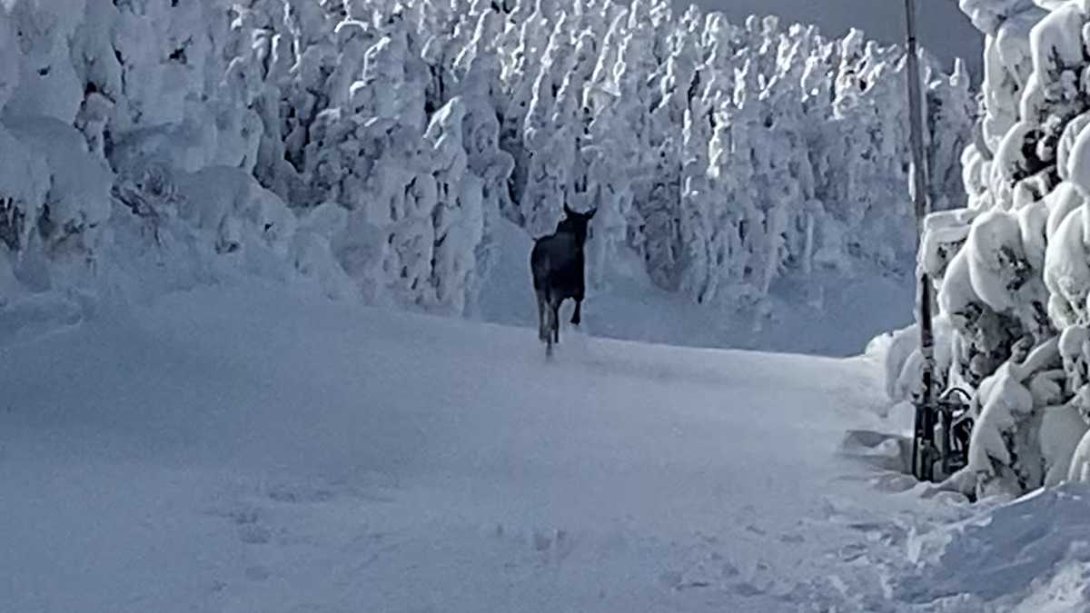 Moose in Maine saunters down Saddleback Mountain ski trail