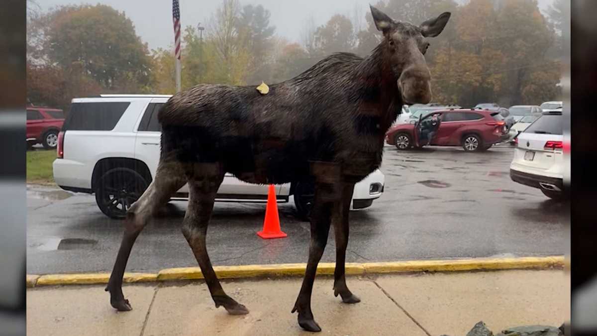 Moose becomes talk of Mass. town after strolling by school