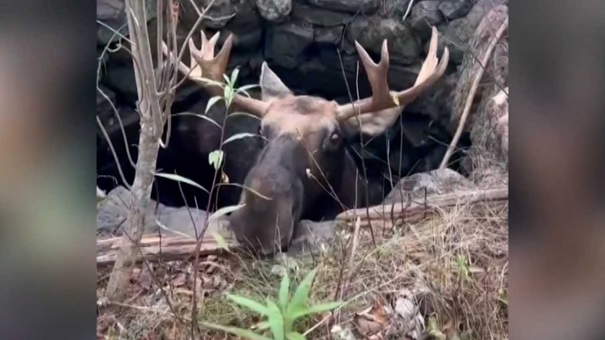 Young bull moose rescued from Maine family's well
