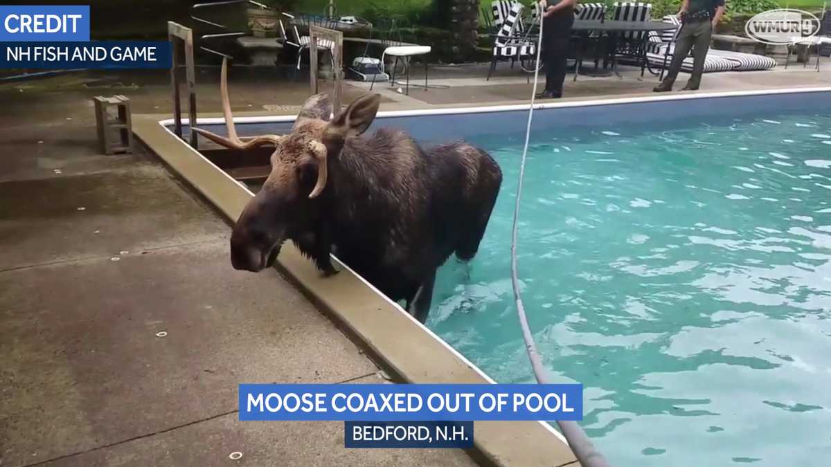 Watch: Moose coaxed out of pool by biologists, Fish and Game in Bedford