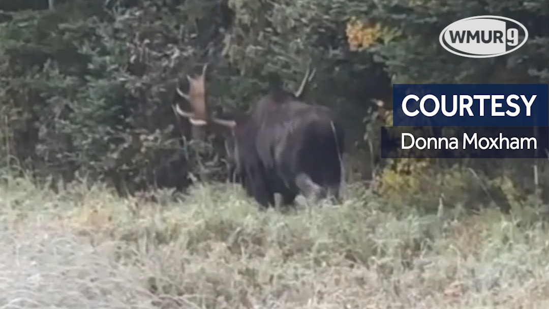 Moose spotted in Bretton Woods by u local New Hampshire member