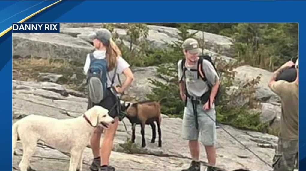 Goats seen ascending Mount Kearsarge in New Hampshire