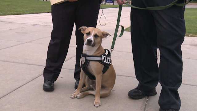 Meet the MUPD's new police dog. She's not the typical K-9 cop.