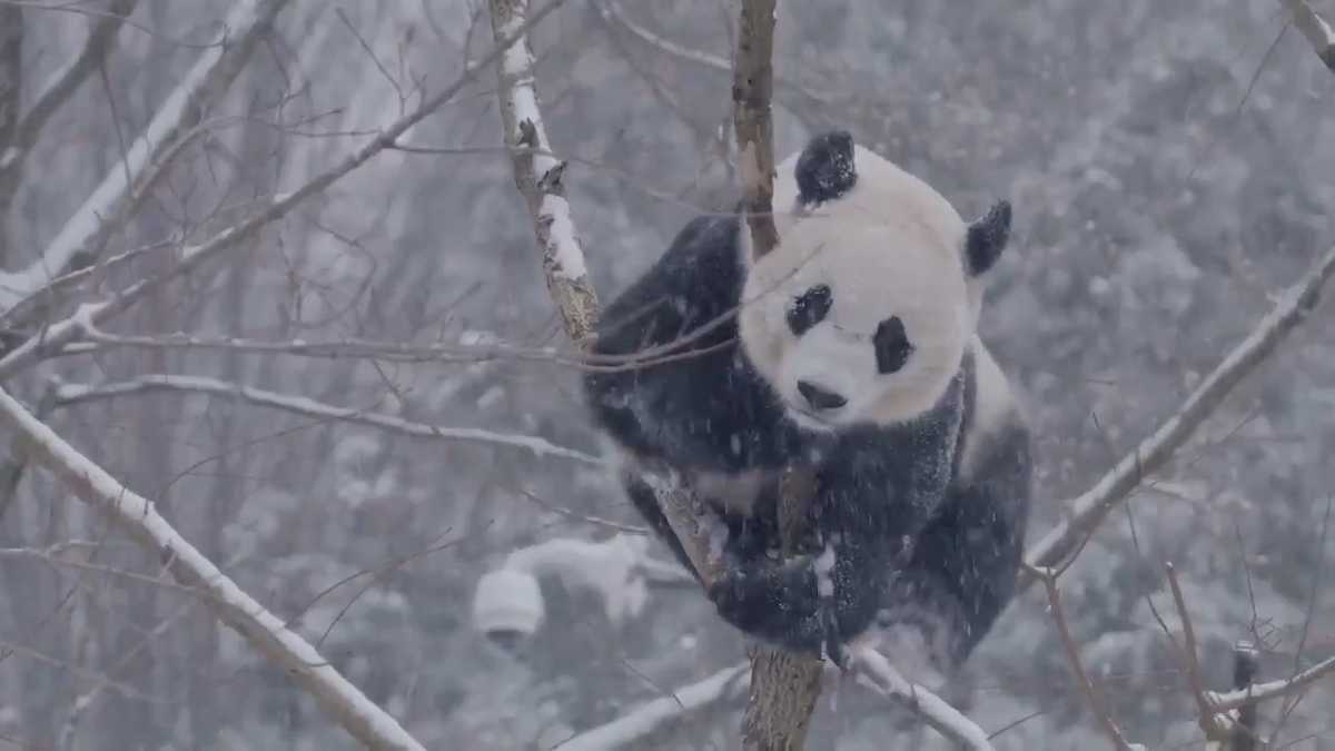 ADORABLE! Watch pandas enjoy playing in fresh snow
