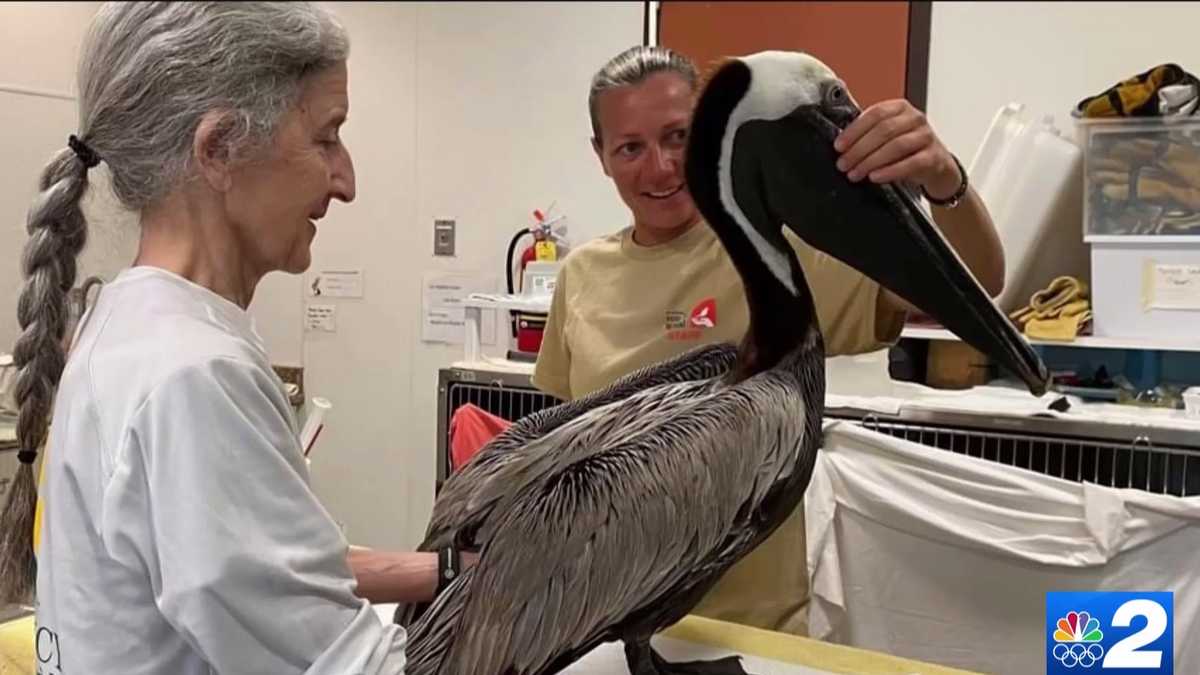Disoriented pelican found on Marco Island may have red tide poisoning ...