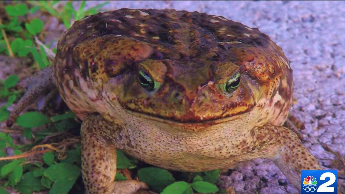 Residents take precautions against surge of invasive bufo toads ...