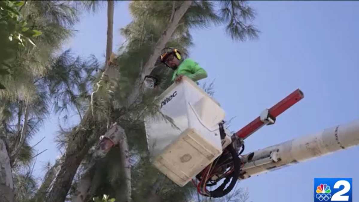 How invasive trees cost you money and stealthily push out our area's ...