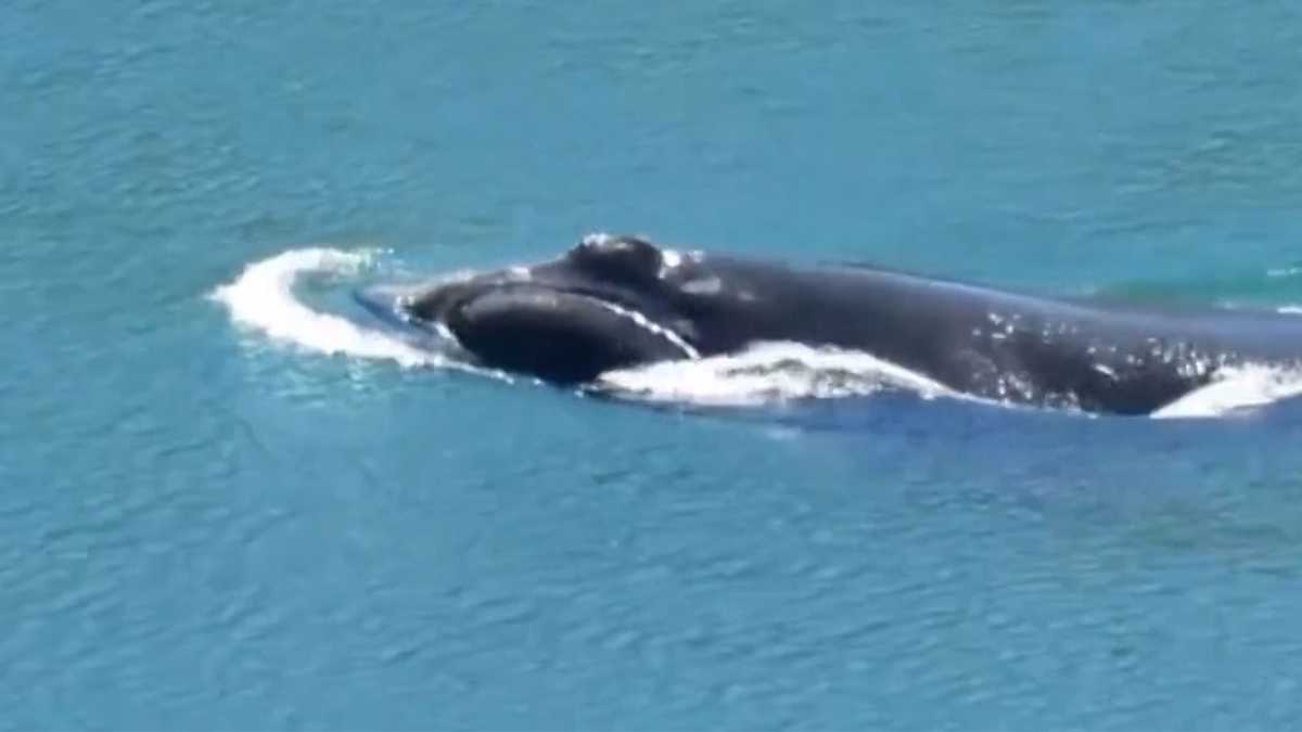 People gather to watch right whales swim through Cape Cod Canal People gather to watch right whales swim through Cape Cod Canal