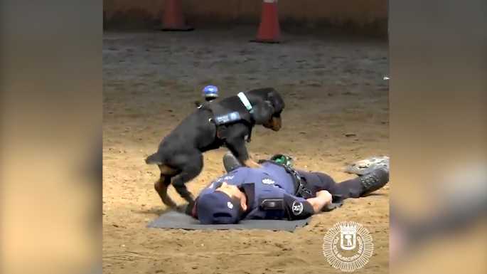 This video of a police dog performing CPR is the best thing you'll see ...