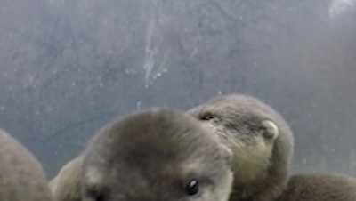Adorable alert: Meet Ohio’s newest triplet otter pups