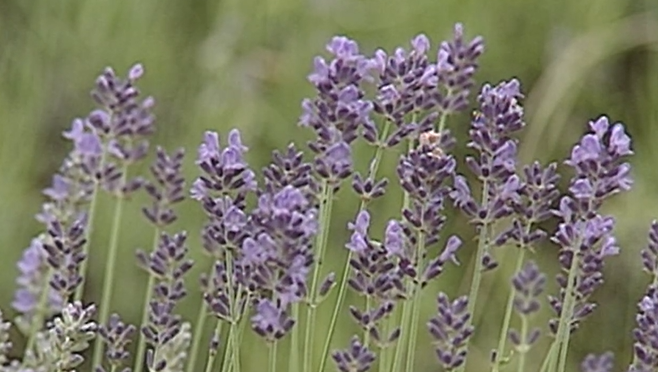 Classic Chronicle: Cape Cod Lavender Farm celebrates the senses