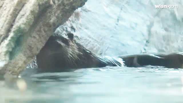 Milwaukee zoo unveils new otter exhibit