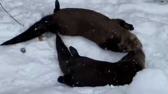 Watch: Otters Emmet and Addie play in snow!