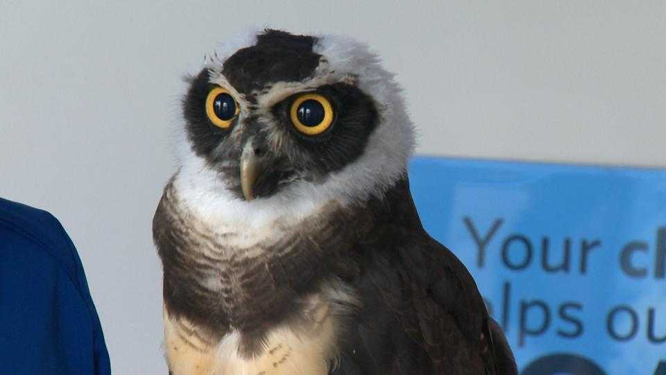 National Aviary introduces 'Duo,' new spectacled owl, in partnership ...
