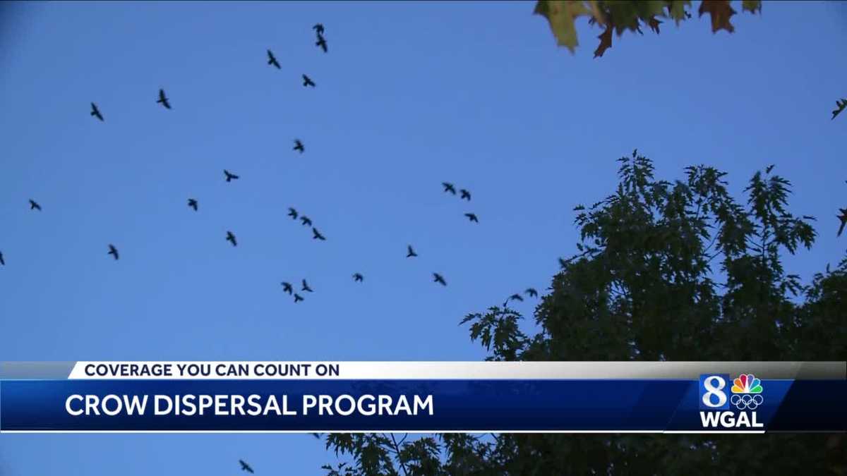 Crow dispersal program to begin at Pa. State Capitol