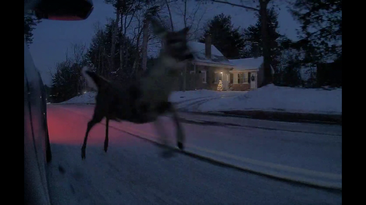 Deer's heart-stopping close call with Tesla caught on camera