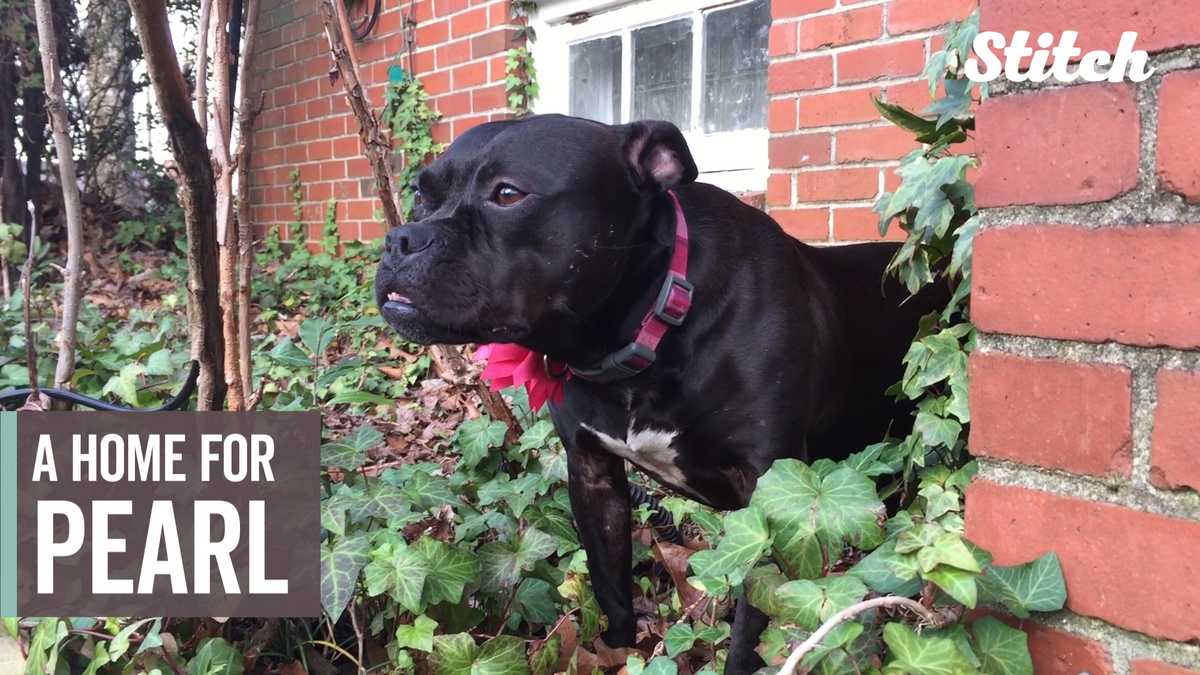 Pit Bull Rescued From Suspected Fighting Ring Finds A Home
